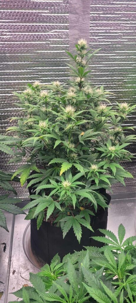 Grandpa’s Secret Stash Feminized Autoflower Seeds – Growadder